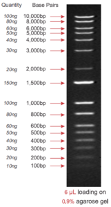 1Kb Plus DNA Ladder, Ready-to-use - NBS Biologicals