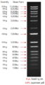 1Kb Plus DNA Ladder, Ready-to-use - NBS Biologicals