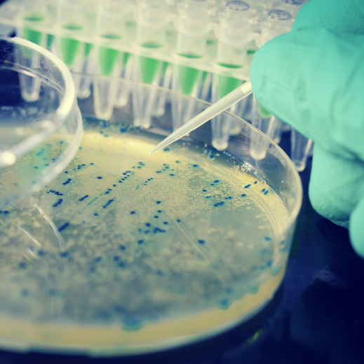 SafeView Nucleic Acid Stain (Improved Formulation) - NBS Biologicals